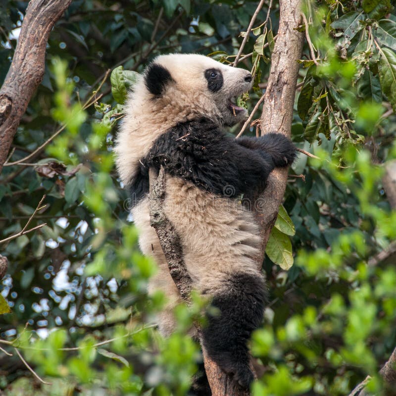 Giant Panda in Tree stock photo. Image of white, nature - 39339314