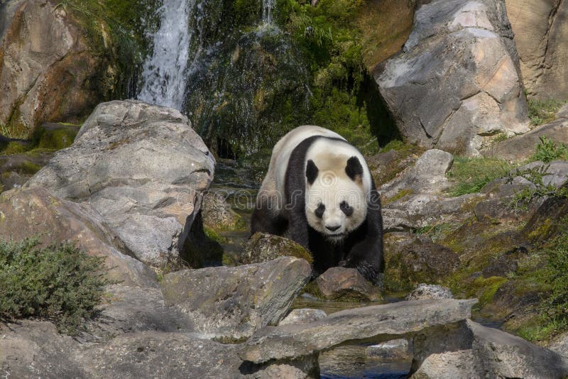 Giant Panda Walking in Front of a Waterfall Stock Image - Image of ...