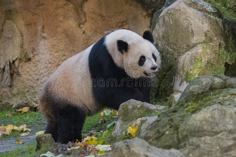 A giant panda walking stock image. Image of portrait - 262124183