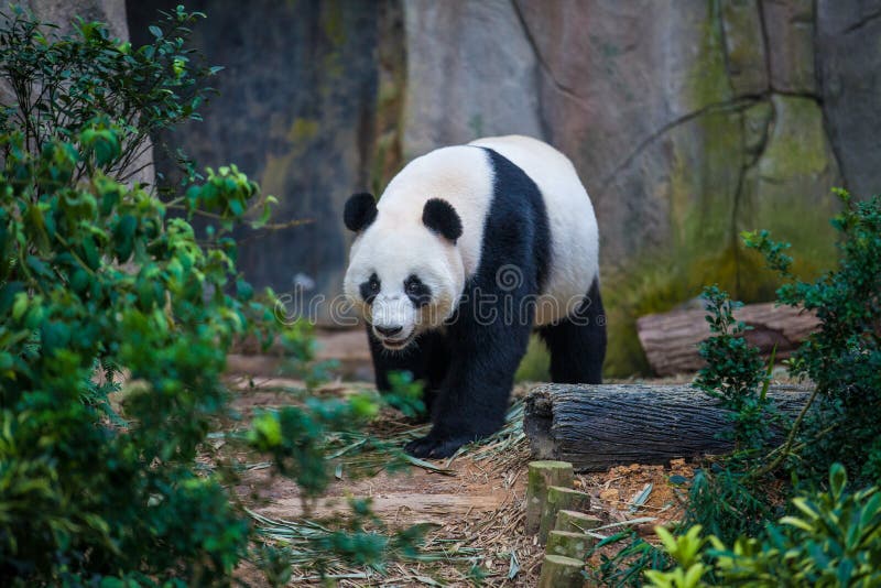 Giant Panda Walking among Green Plants Stock Image - Image of nature ...