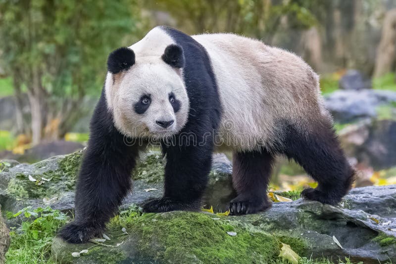 672 Panda Giant Walking Stock Photos - Free & Royalty-Free Stock Photos ...