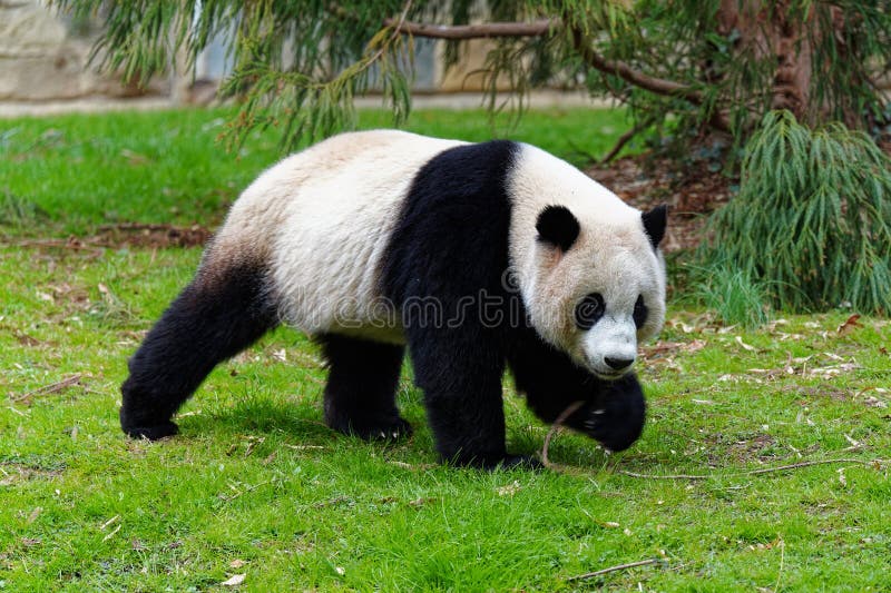 Giant Panda at Washington DC Zoo Stock Photo - Image of animal ...