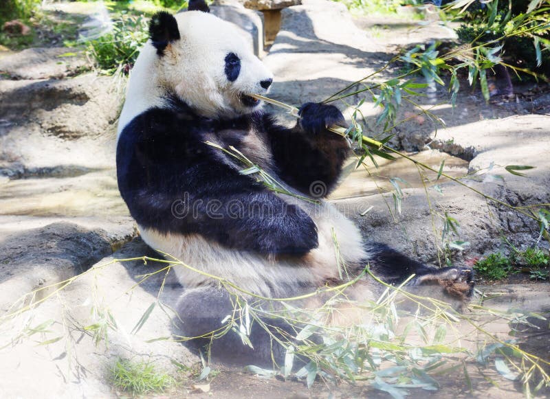 The Giant Panda or White Panda or Bamboo Bear Stock Image - Image of ...