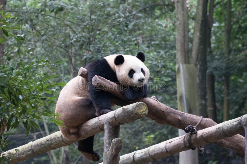 Giant Panda on the Wood Structure, Panda Paradise, China Stock ...