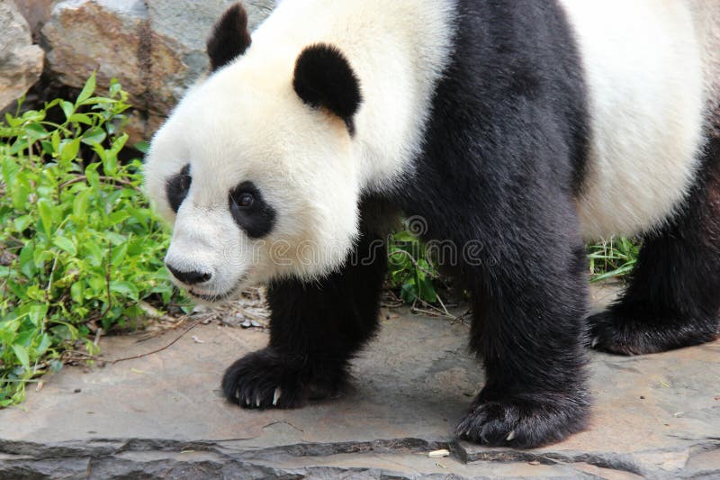 Giant Panda in a Zoo in Adelaide (australia) Stock Photo - Image of ...