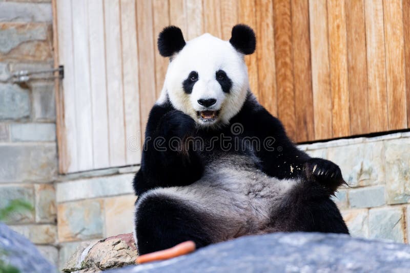 Giant Panda in Australia stock image. Image of wildlife - 275634327