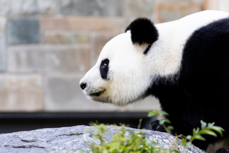 Giant Panda in Australia stock image. Image of wildlife - 275634465