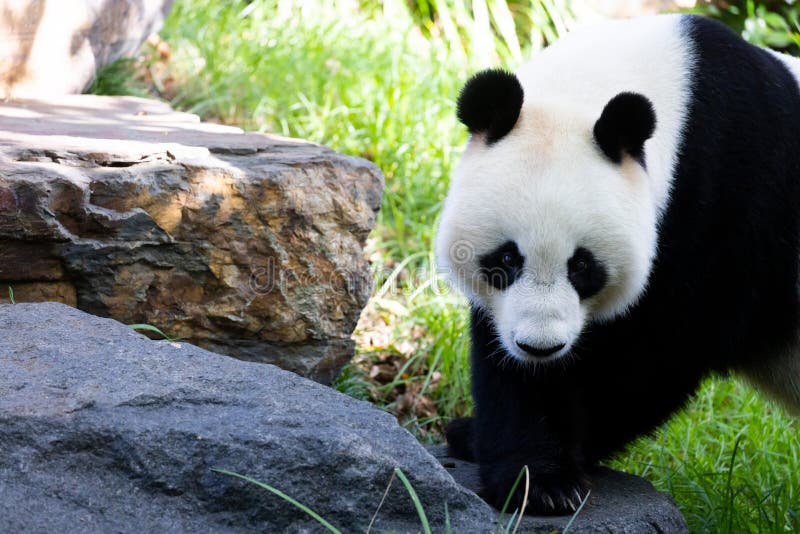 Giant Panda in Australia stock image. Image of baby - 275634627