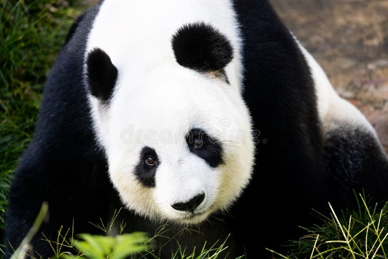 Giant Panda in Australia stock image. Image of australia - 275634829