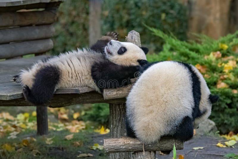 Giant Pandas, Babies Playing Stock Image - Image of care, panda: 262863975
