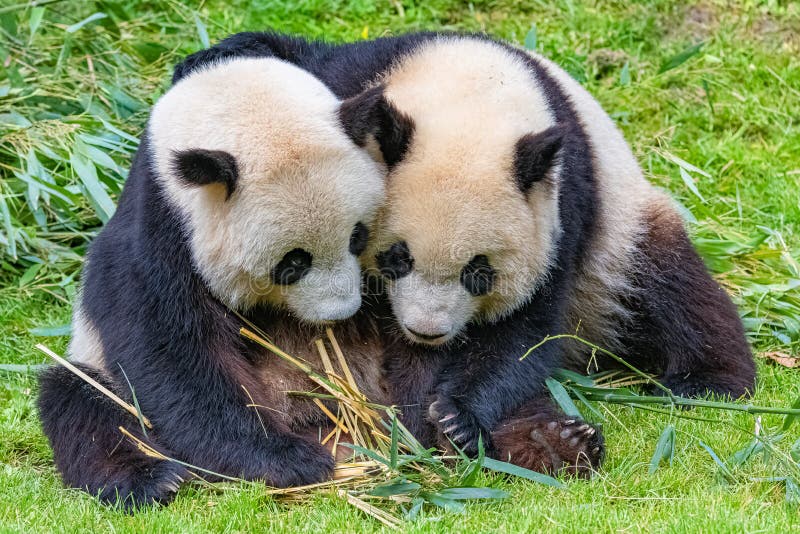 Giant pandas, bear pandas stock image. Image of grass - 159353023