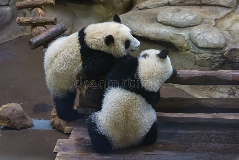 Giant Pandas, Babies Playing Stock Photo - Image of animal, funny ... Giant Pandas, Babies Playing Stock Photo - Image of animal, funny ...
