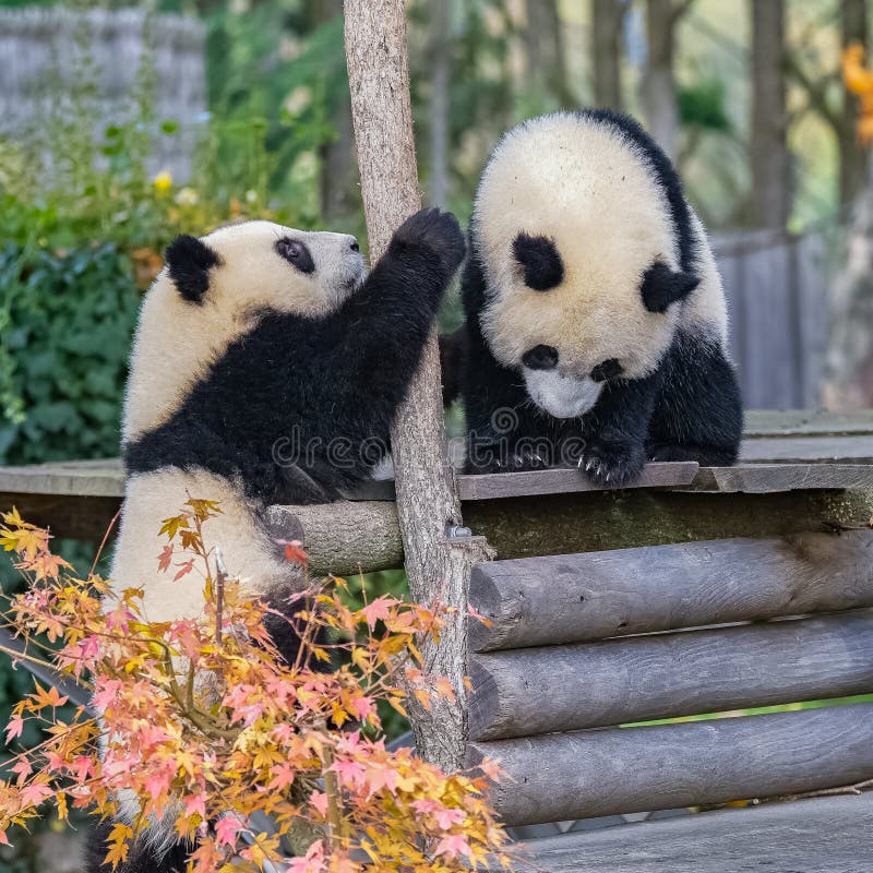 Giant Pandas, Babies Playing Stock Photo - Image of panda, melanoleuca ... Giant Pandas, Babies Playing Stock Photo - Image of panda, melanoleuca ...