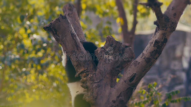 The Giant Pandas in the Forest Bask in the Sun Stock Video - Video of ...