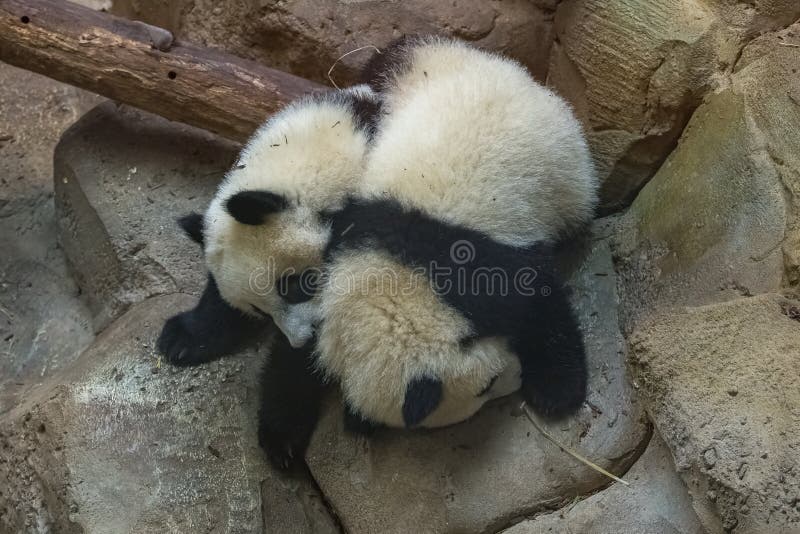 Giant Pandas, Two Babies Playing Stock Image - Image of mammal, black ...