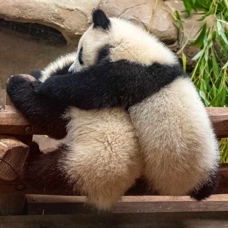 Giant Pandas, Two Babies Playing Stock Photo - Image of love, isolated ... Giant Pandas, Two Babies Playing Stock Photo - Image of love, isolated ...