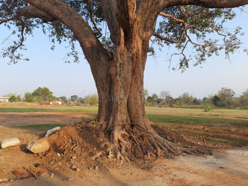 Giant Peepal Tree in India. Stock Photo - Image of outdoor, religiosa ...