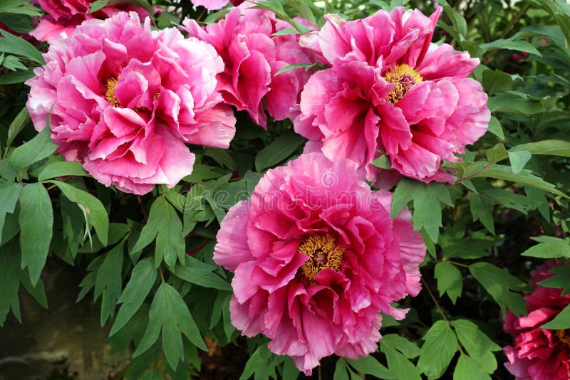 Giant peony stock photo. Image of plant, shrub, saxifragales - 53396718