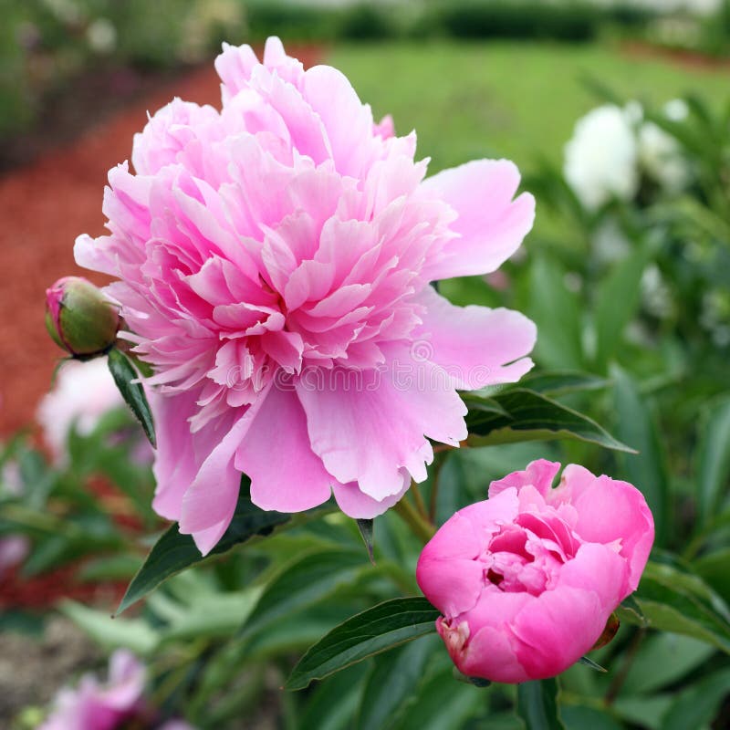 Giant peony stock photo. Image of plant, shrub, saxifragales - 53396718
