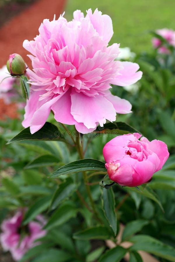 Giant peony stock image. Image of flowering, plant, peony - 54541383