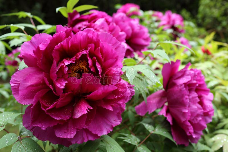 Giant peony stock photo. Image of garden, flower, spring - 54323332