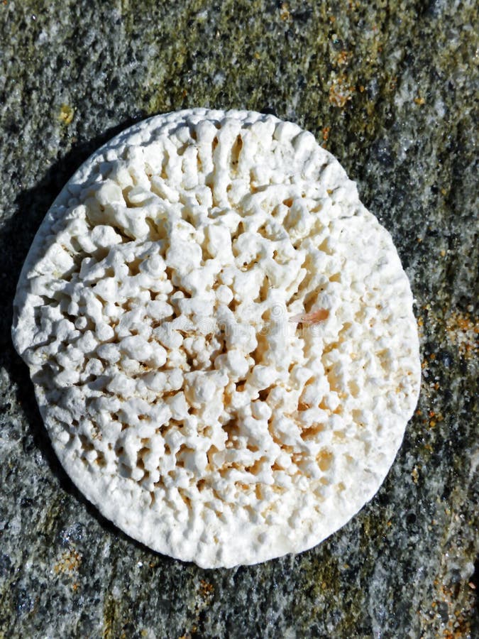 Giant Periwinkle shell stock image. Image of southern - 69258507