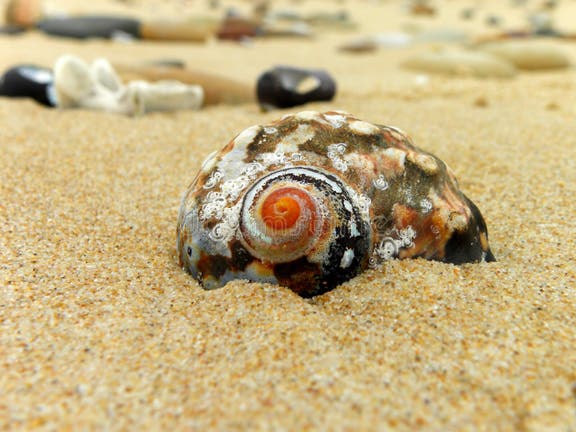 Giant Periwinkle shell stock image. Image of southern - 69258507