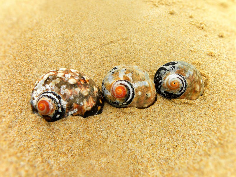 Giant periwinkle stock photo. Image of animals, beach - 65966074