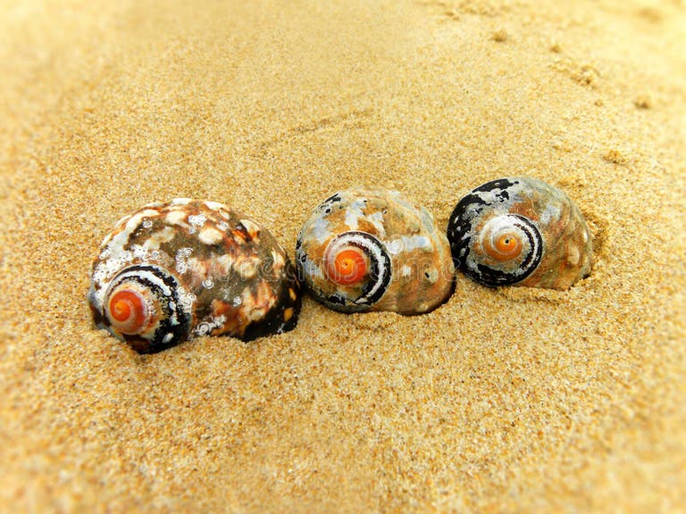 South African Periwinkle Shell Stock Photos - Free & Royalty-Free Stock ...