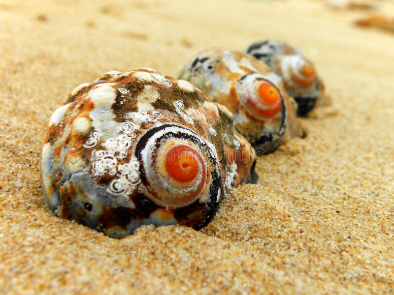 Giant periwinkle stock photo. Image of animals, beach - 65966074