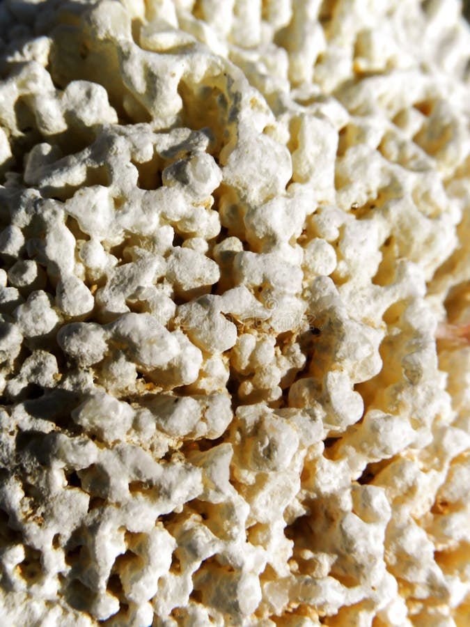 Giant Periwinkle Operculum 2 Stock Image - Image of ocean, marine: 45197923