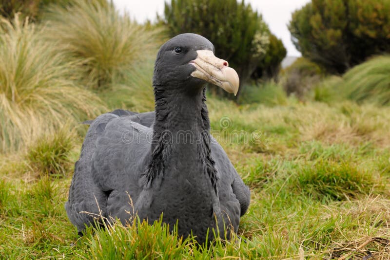 Giant Petrel, the Vulture of Antarctica Stock Image - Image of bird ...