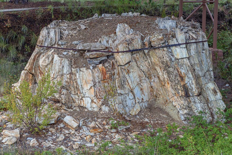 A Giant Petrified Tree Stump on Display Stock Photo - Image of ... A Giant Petrified Tree Stump on Display Stock Photo - Image of ...