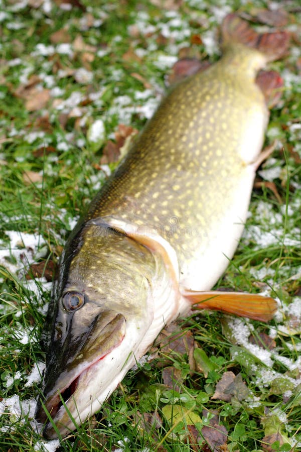Giant pike with lure stock image. Image of lure, fish - 8331591