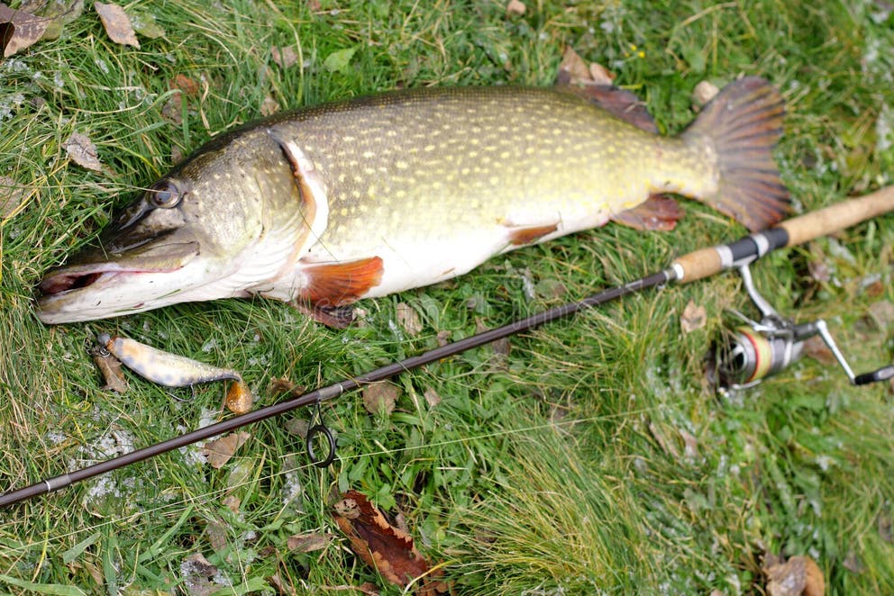 Giant pike stock image. Image of bait, winter, animal - 12763531