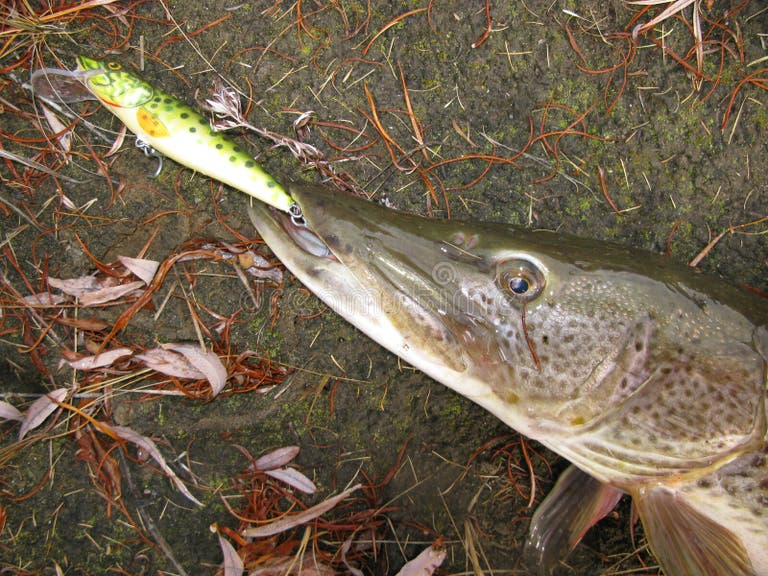 Giant pike with lure stock image. Image of lure, fish - 8331591