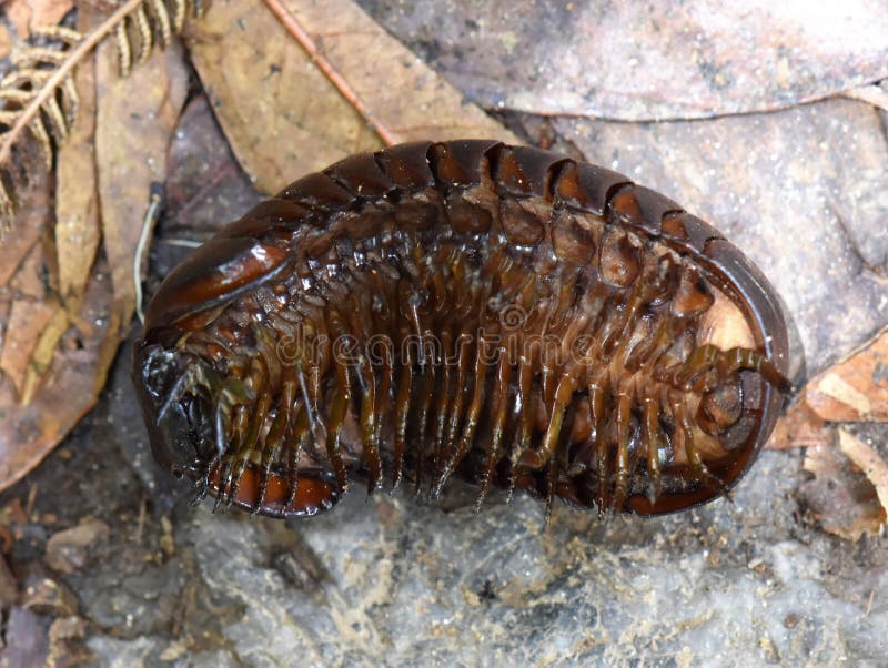 Giant Pill Millipede Alias Sphaerotheriida a Hard Shell Bug Walks ...