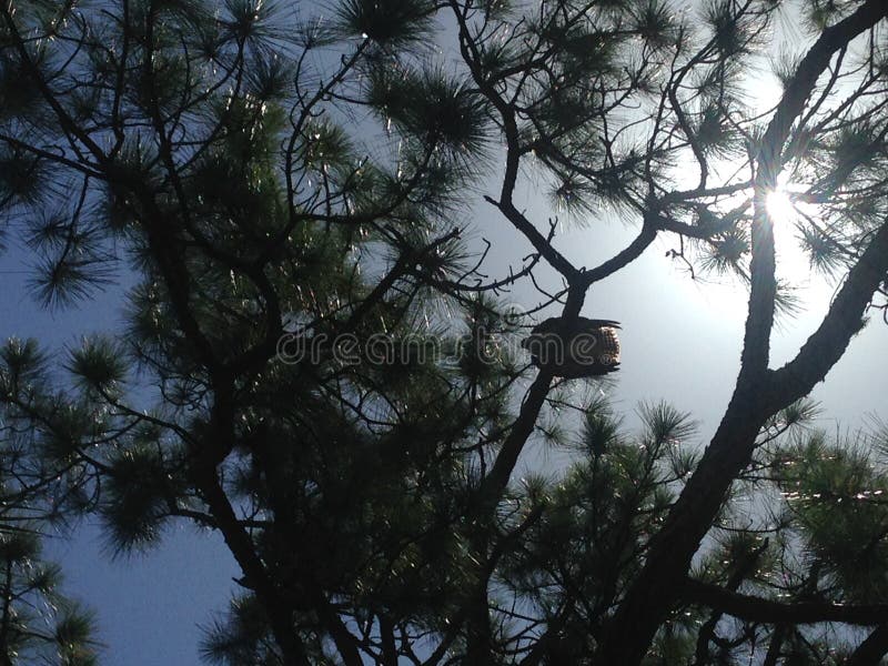 Giant Pine Tree with Seahawk Sitting on it Lit by Sun in Port Orange ...