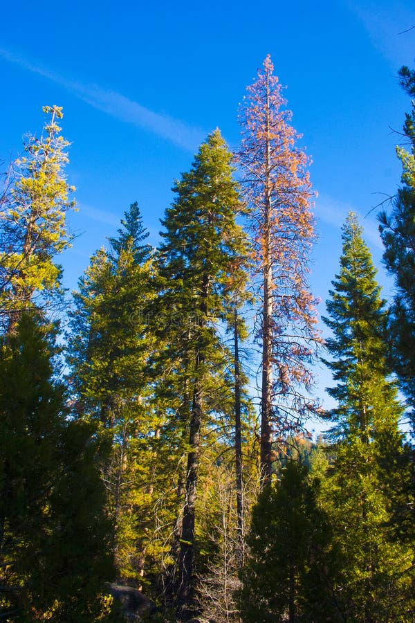 Pine Trees In Sequoia National Park Stock Photo - Image of outside ...