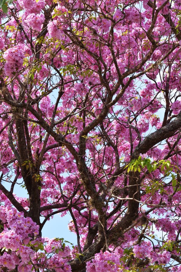 Giant pink tree stock image. Image of spring, garden - 289513343