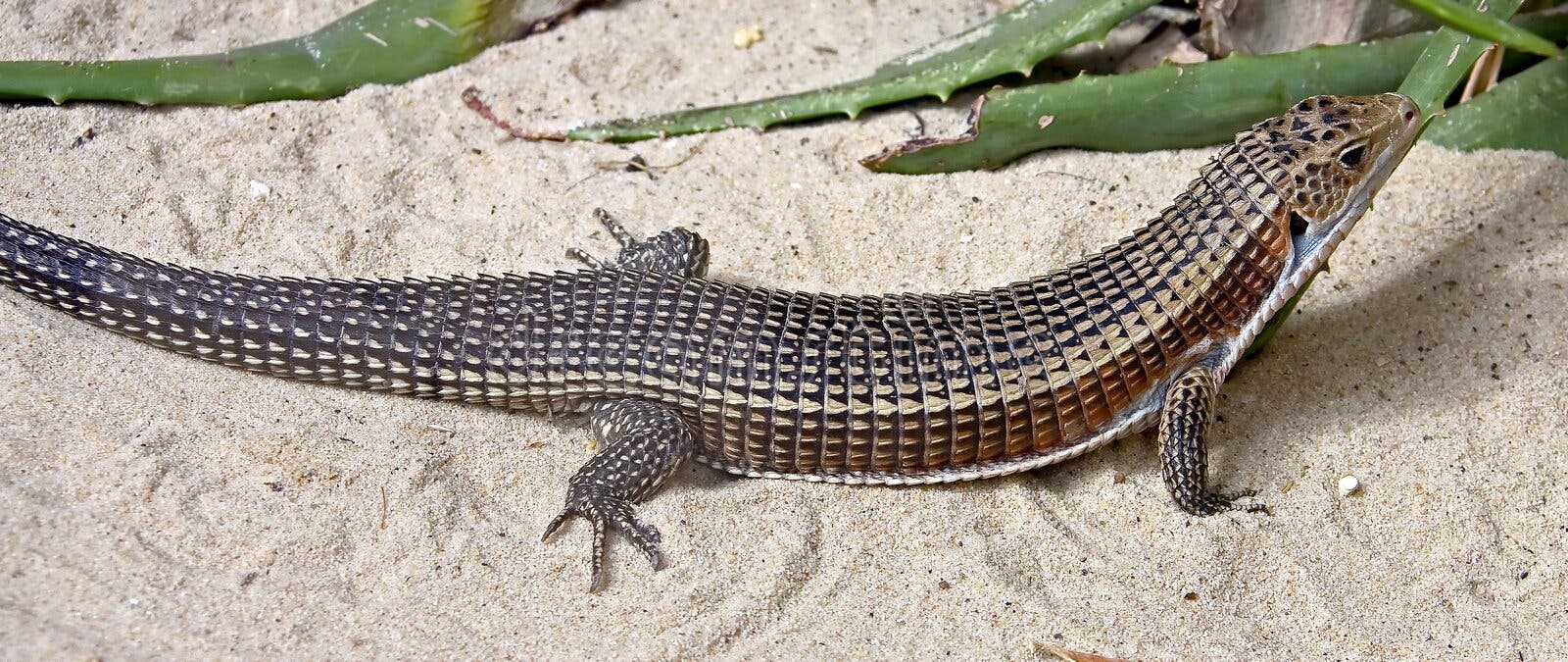 Giant plated lizard 2 stock image. Image of environment - 13603273