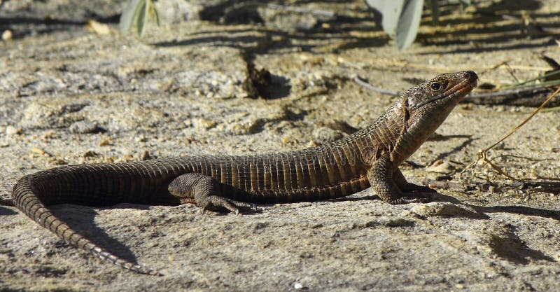 Giant plated lizard stock photo. Image of exotic, sand - 18629044