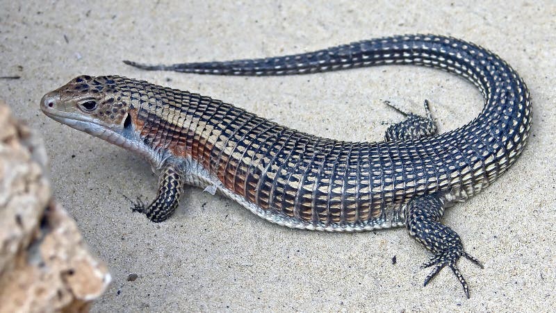 Giant plated lizard 2 stock image. Image of environment - 13603273