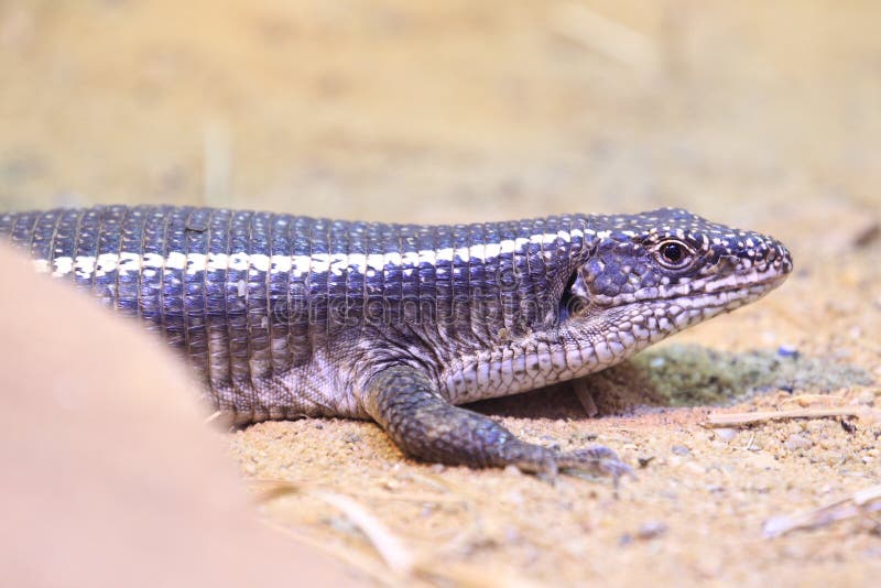 Giant plated lizard stock photo. Image of exotic, sand - 18629044