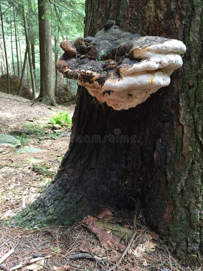 Giant Polypore on a Hemlock Tree Stock Image - Image of large, woods ...