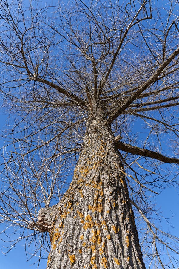 Giant Poplar Tree in the Winter Stock Photo - Image of sunlight, bare ...