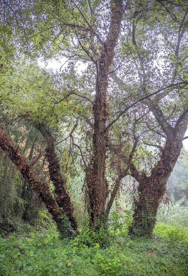 Giant poplar trees stock image. Image of poplar, nature - 233387877