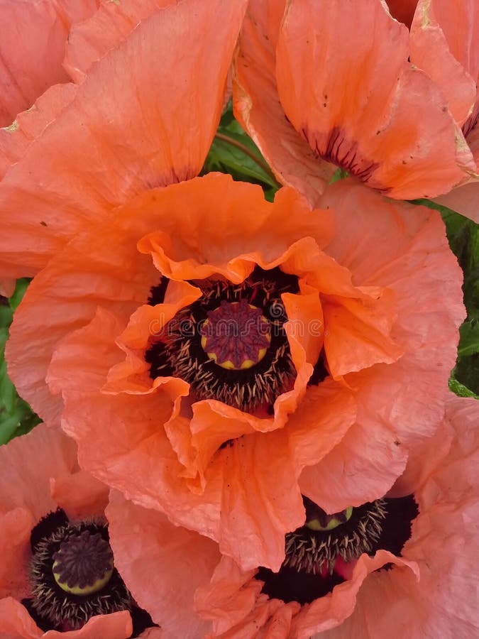 Giant Poppies stock image. Image of plant, mosaic, pink - 91016183