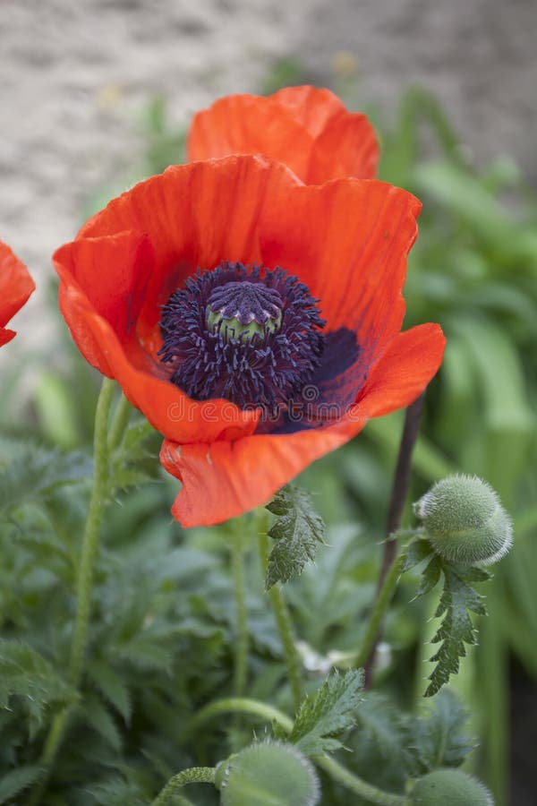 Giant poppy flowers stock photo. Image of cottage, hobby - 72218152