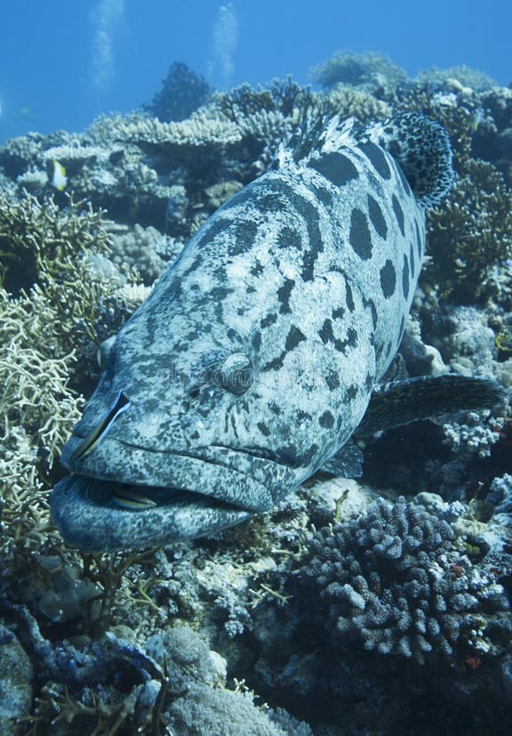 Giant potato cod stock photo. Image of water, reef, diver - 15852300